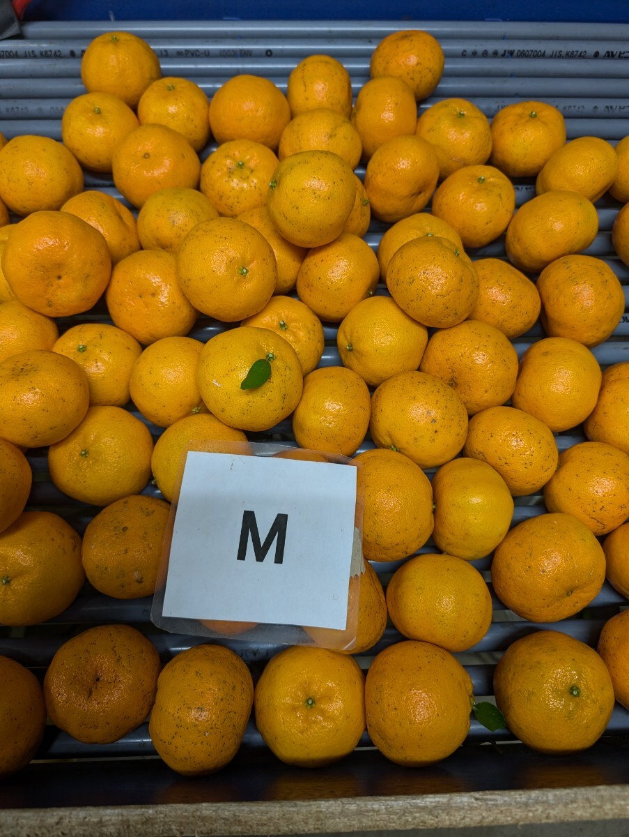 Yahoo!オークション - 愛媛西宇和産 太田ぽんかん M 5kg