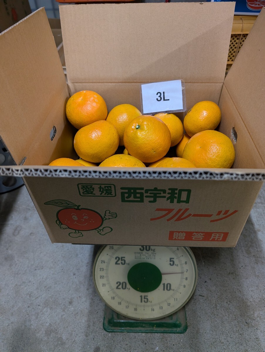 Yahoo!オークション - 愛媛西宇和産 宮内いよかん 3L 7kg