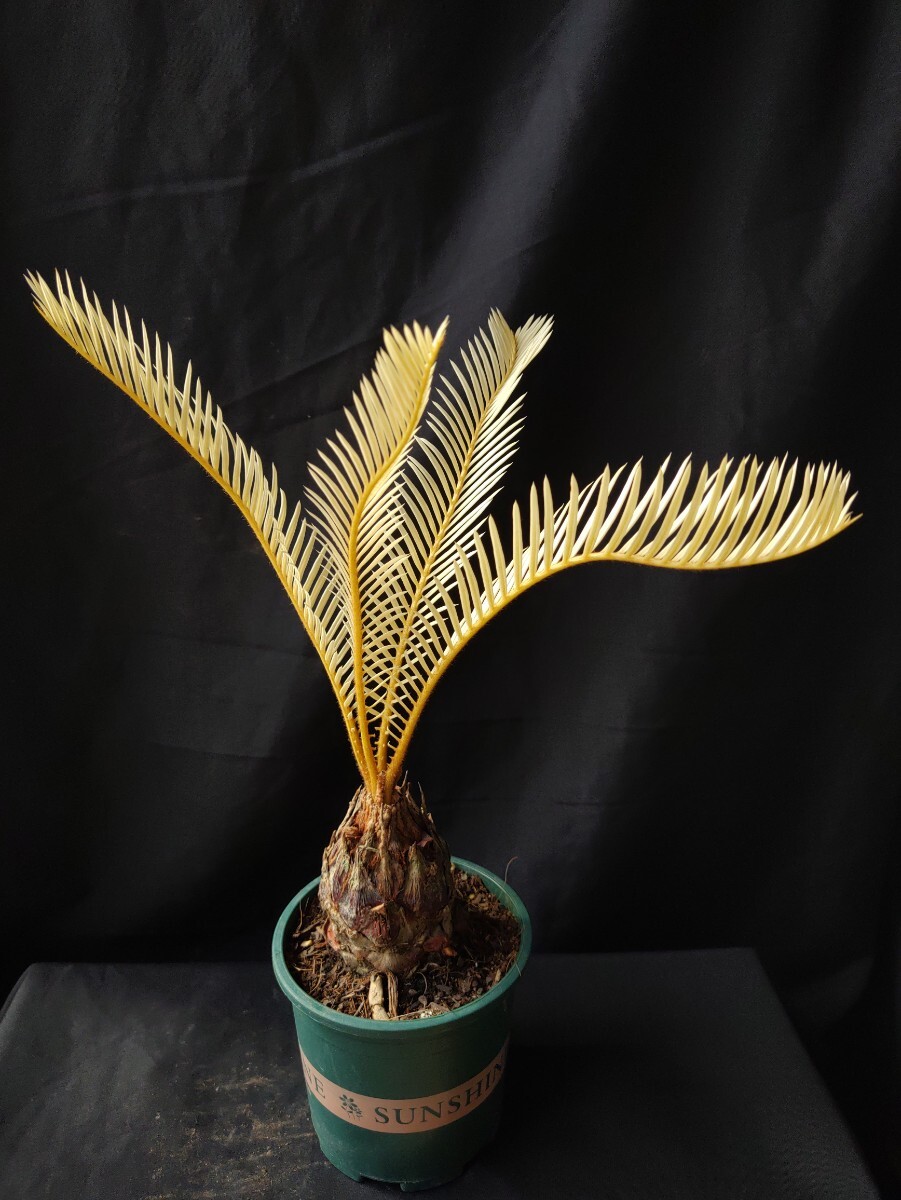 1211-5-黄金ソテツ 斑入りソテツ 白い蘇鉄 全斑 サイカス 変異(その他)｜売買されたオークション情報、yahooの商品情報をアーカイブ公開 - オークファン（aucfan.com）