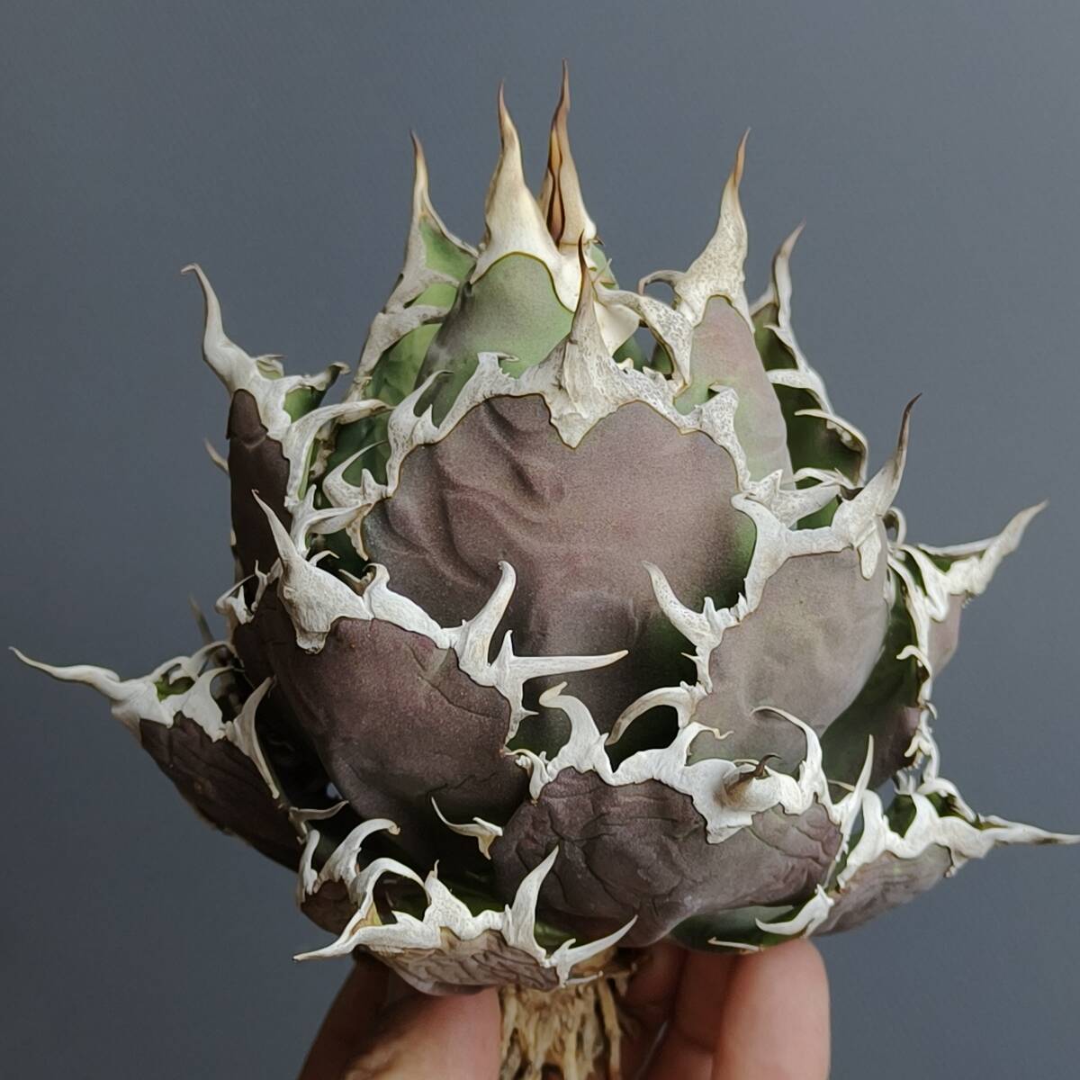 Yahoo!オークション - 【龍園觀】No.S22 'SSS級' アガベ チタノタ