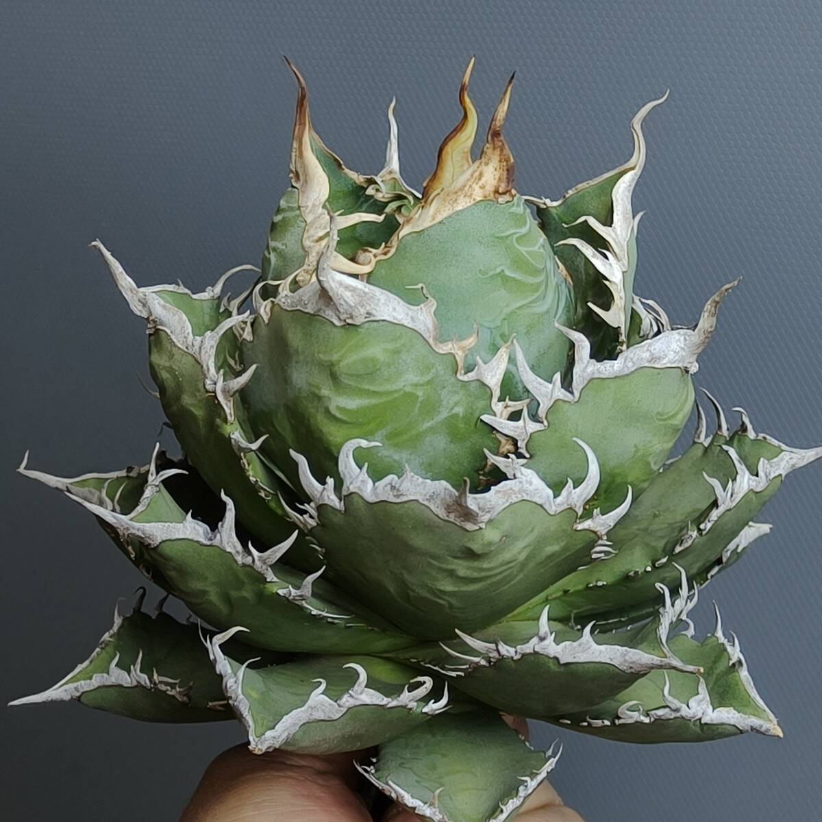 Yahoo!オークション - 【龍園觀】No.A46 特選 アガベ チタノタ " 海...