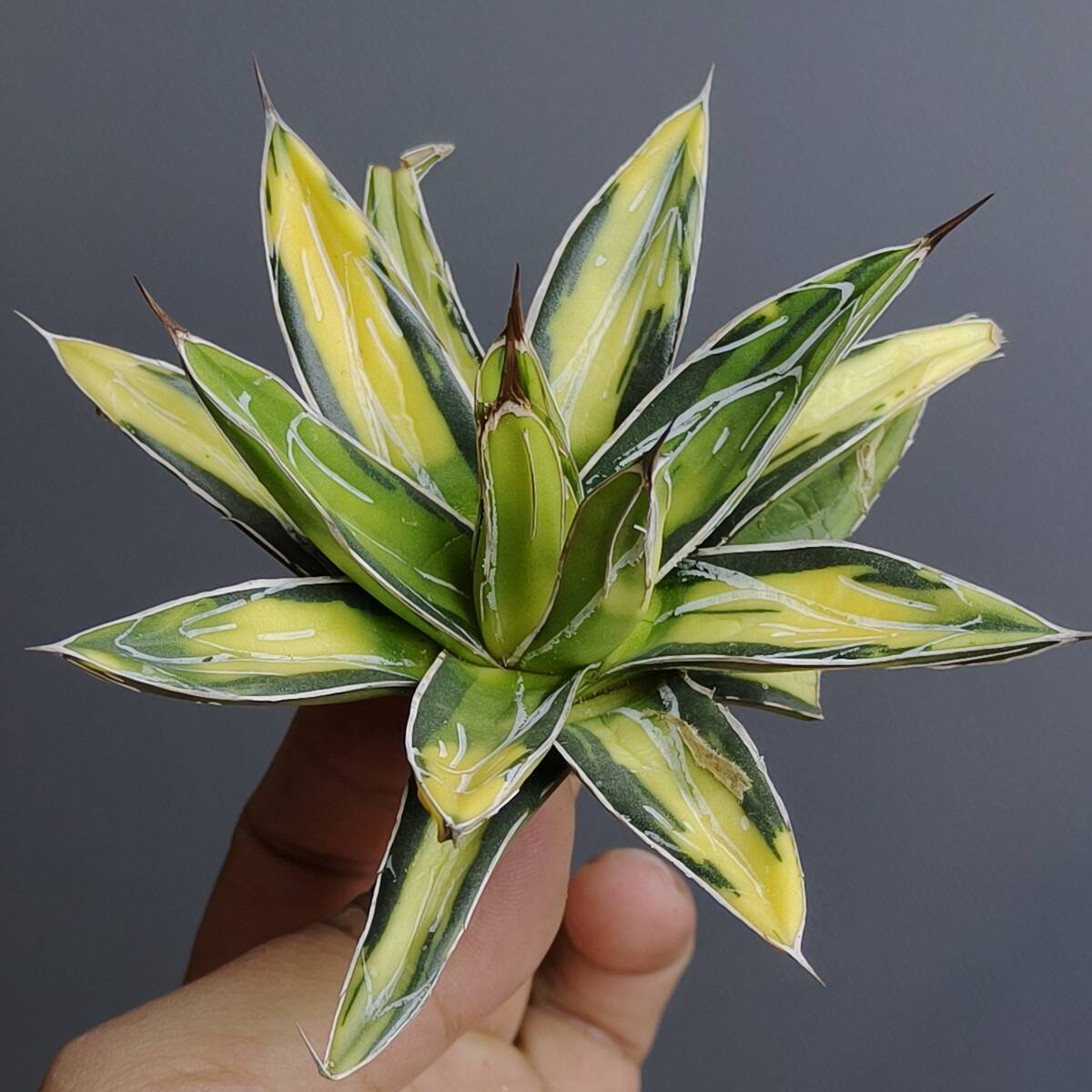 Yahoo!オークション - 【龍園觀】No.A89 特選 アガベ ヴィクトリアレジ...