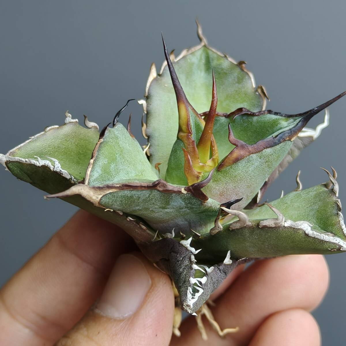 Yahoo!オークション - 【龍園觀】No.W27 アガベ チタノタ ハデス