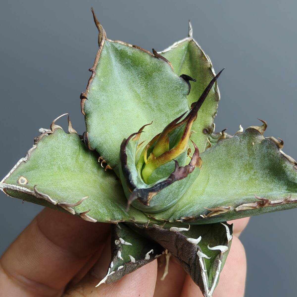 Yahoo!オークション - 【龍園觀】No.W27 アガベ チタノタ ハデス