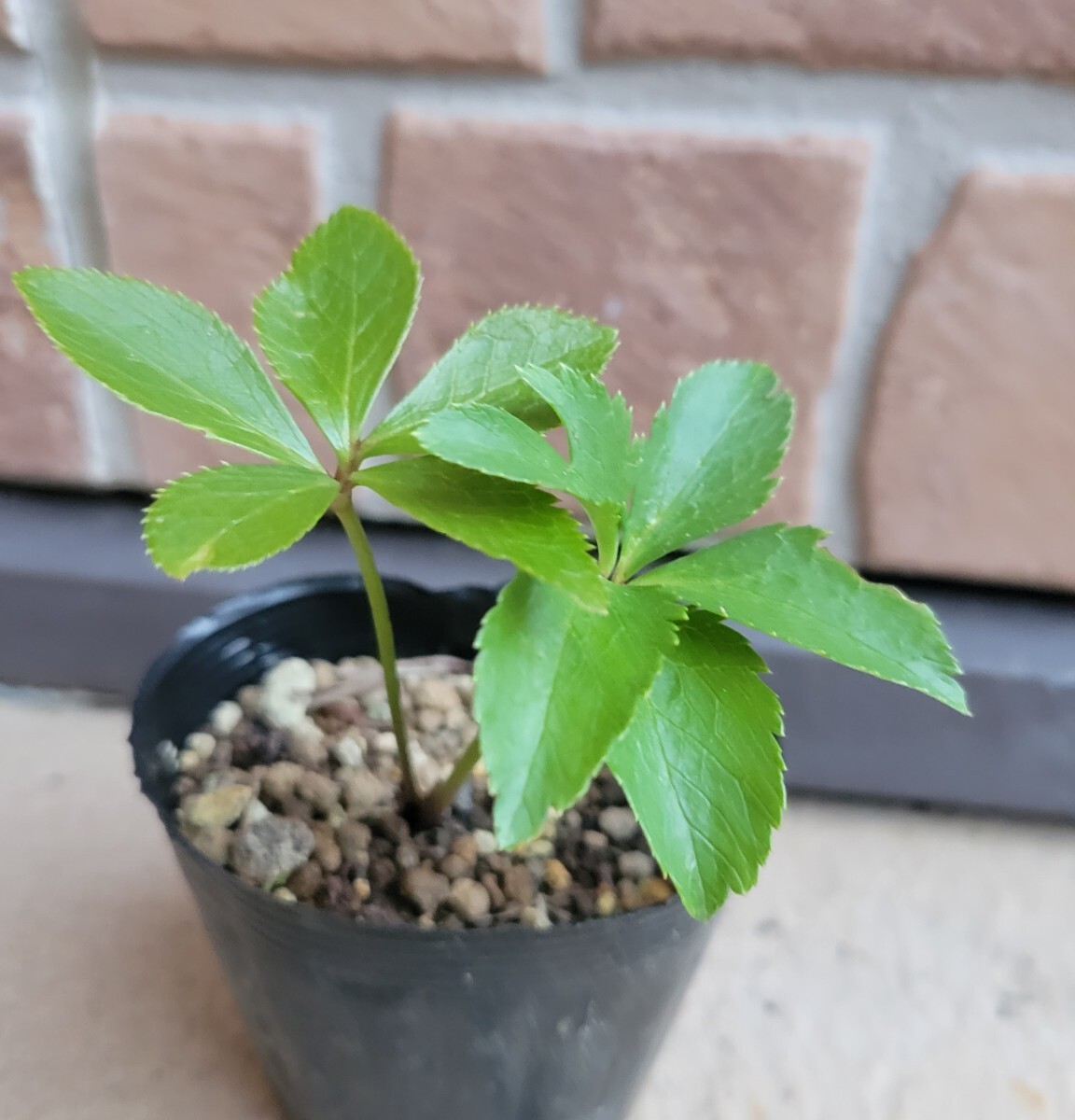 Yahoo!オークション - クリスマスローズ苗 ddゴールドhybイエロー...