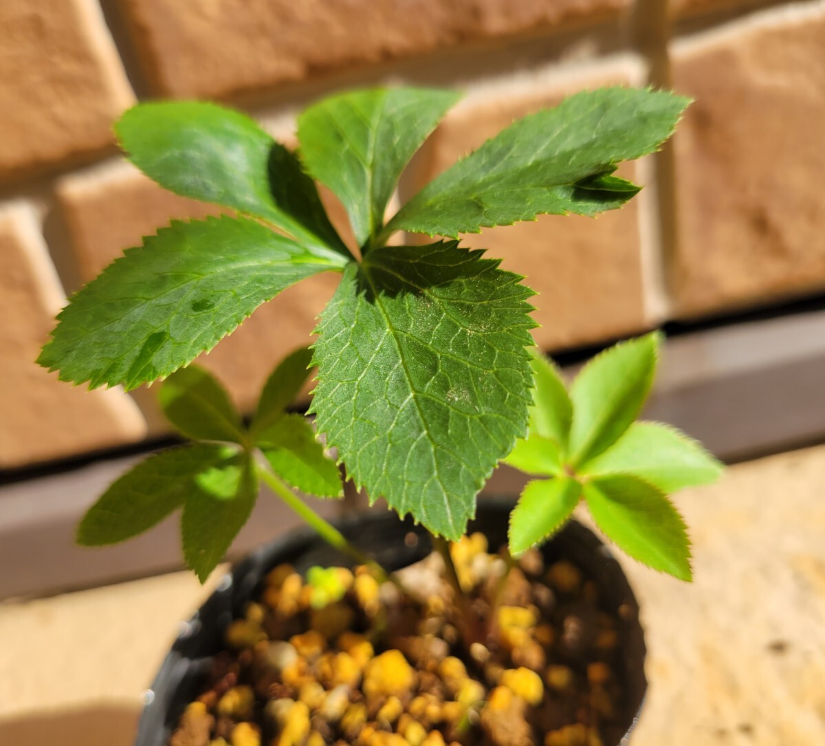 Yahoo!オークション - クリスマスローズ苗 ddゴールドhybイエロー...