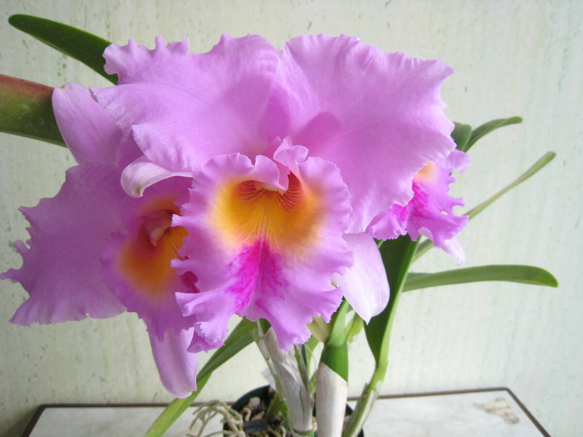 Yahoo!オークション - 4474 Bc Good Hope'Haru'BM/JOGA