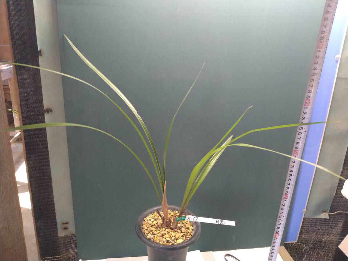 Yahoo!オークション - K-57 土佐寒蘭 ・栽培棚整理品・登録品・日光