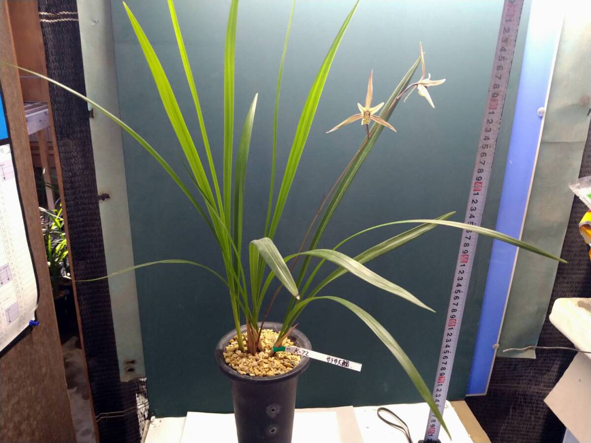 K-72：日向寒蘭 栽培棚整理品 栽培増植品 更紗大輪花種(ラン)｜売買されたオークション情報、yahooの商品情報をアーカイブ公開 - オークファン（aucfan.com）