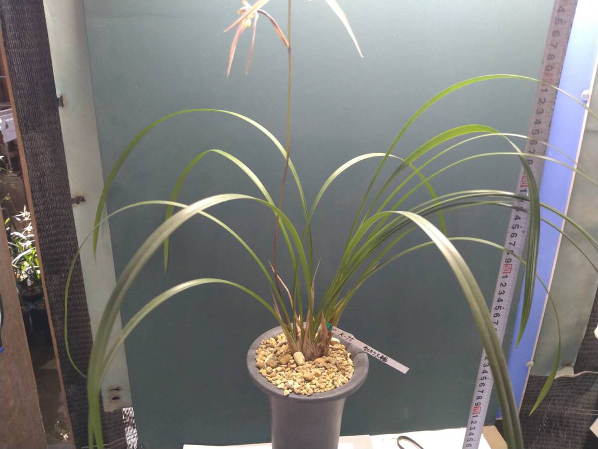 K-75：日向寒蘭 栽培棚整理品 栽培増植品 紅更紗大輪花種(ラン)｜売買されたオークション情報、yahooの商品情報をアーカイブ公開 - オークファン（aucfan.com）