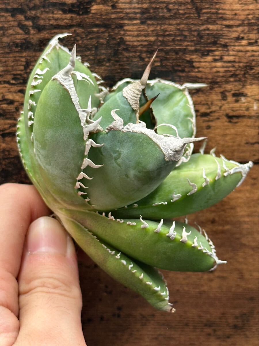 Yahoo!オークション - 多肉植物 008- 2ANアガベ チタノタ 南アフリカダ...