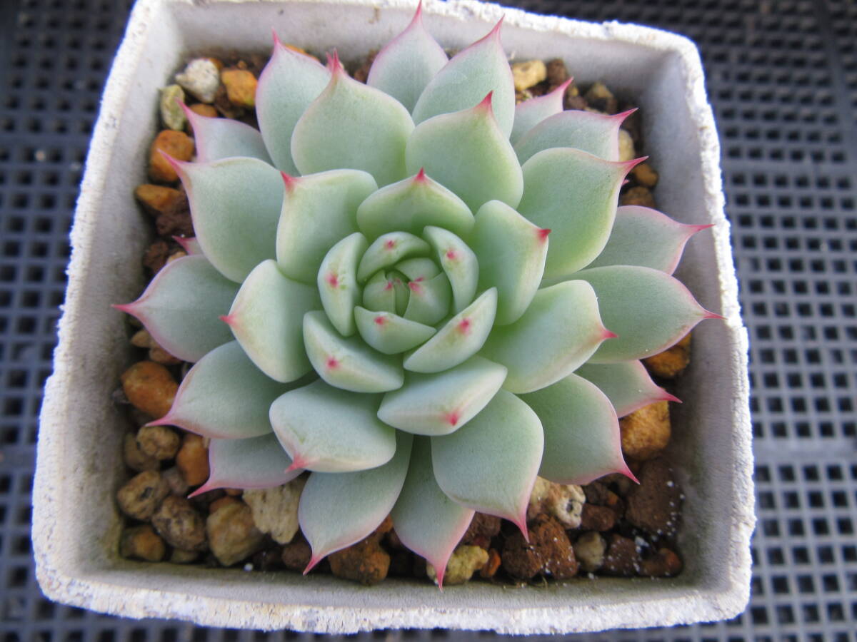 Yahoo!オークション - 多肉植物 エケべリア TIPPY