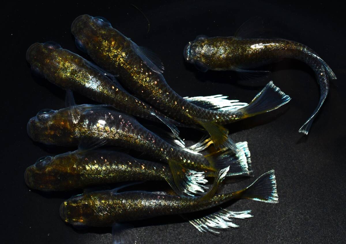 Yahoo!オークション - 【709】 マリリン 3ペア 親候補 A4