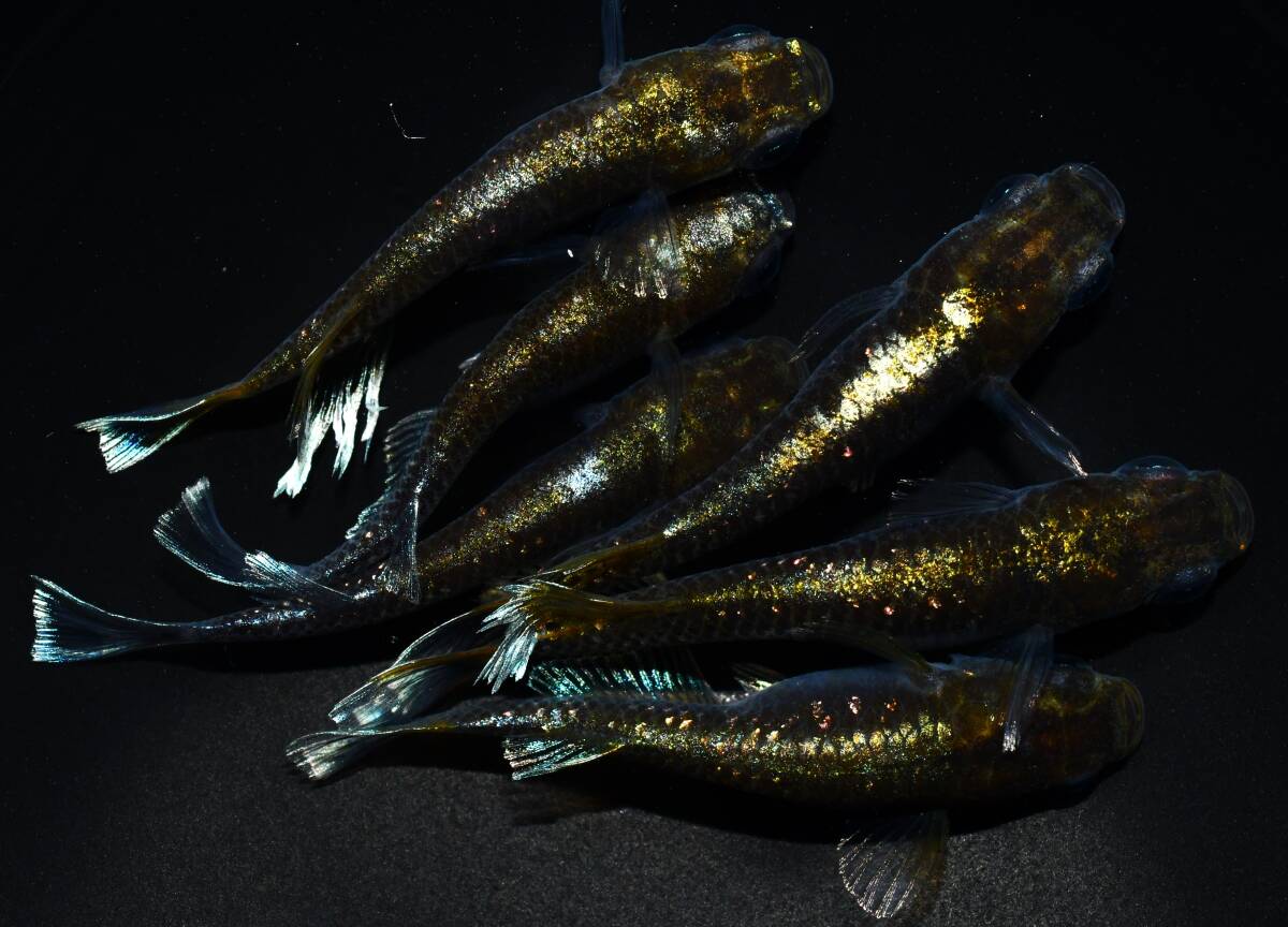 Yahoo!オークション - 【709】 マリリン 3ペア 親候補 A4