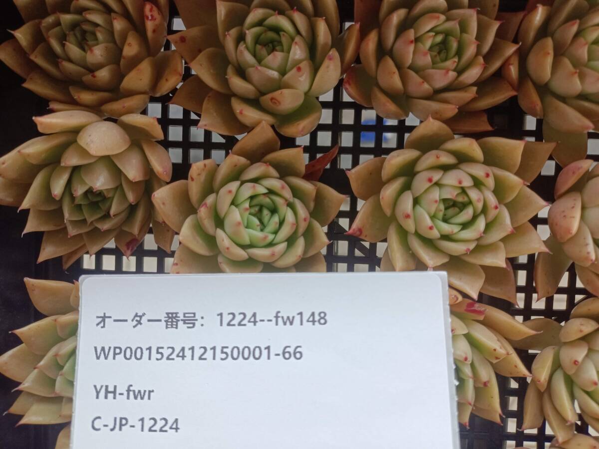 Yahoo!オークション - 1224-fw148 スパイ16個 多肉植物 韓国 エケベリ...