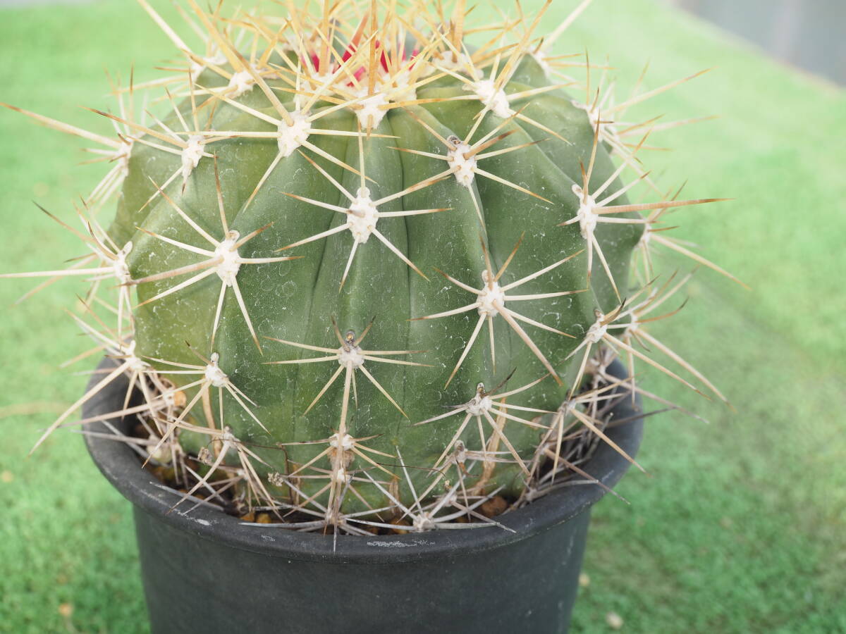 Yahoo!オークション - サボテン 金鯱春雷 2812