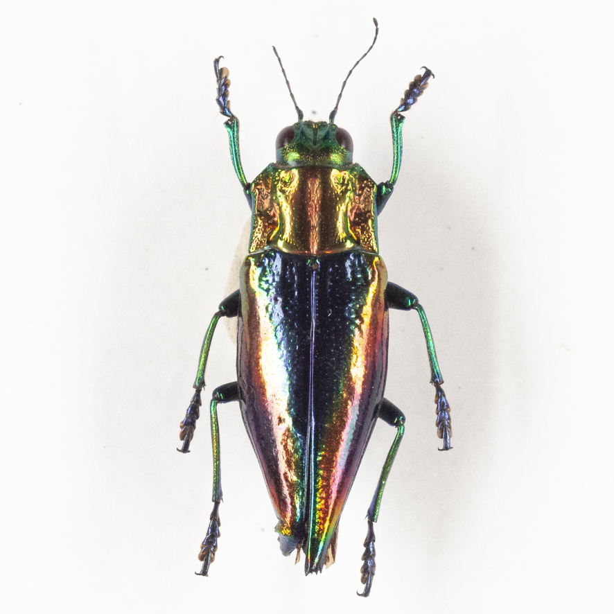 Yahoo!オークション - C. semipurpurea infrasp. rollei 18B モアニシ...