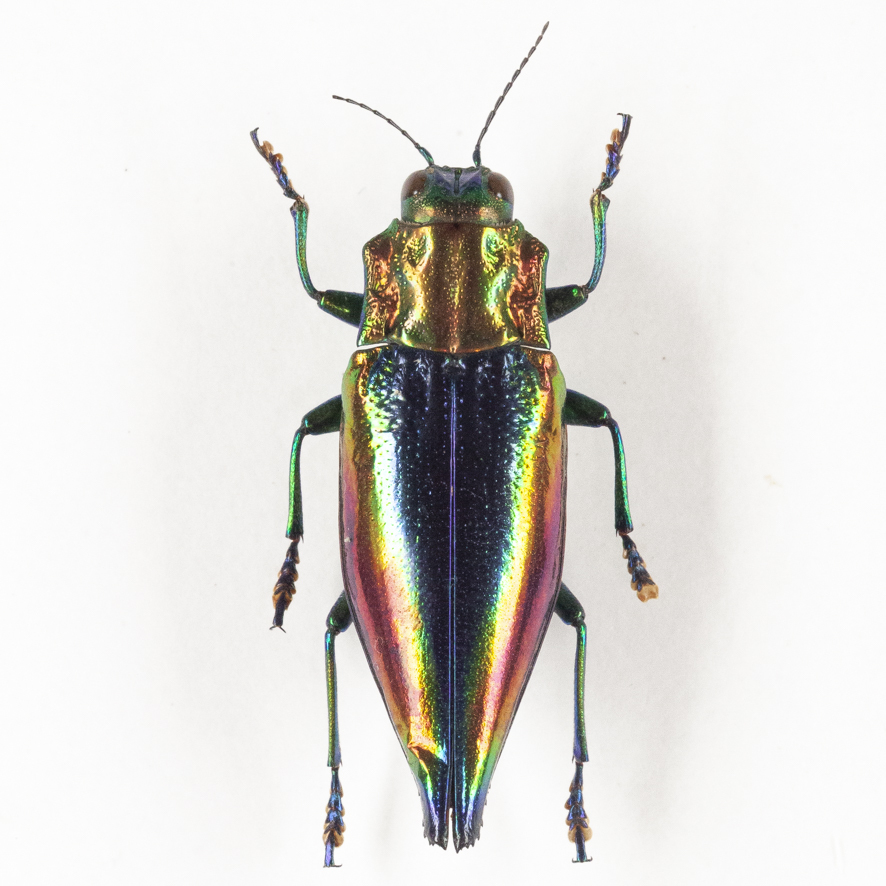 Yahoo!オークション - C. semipurpurea infrasp. rollei 31B モアニシ...