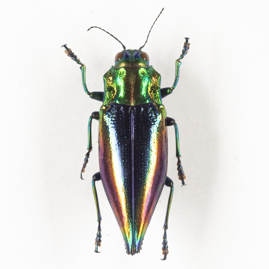 Yahoo!オークション - C. semipurpurea infrasp. rollei 27B モアニシ...