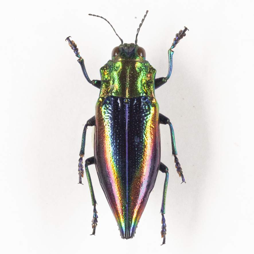 Yahoo!オークション - C. semipurpurea infrasp. rollei 16B モアニシ...