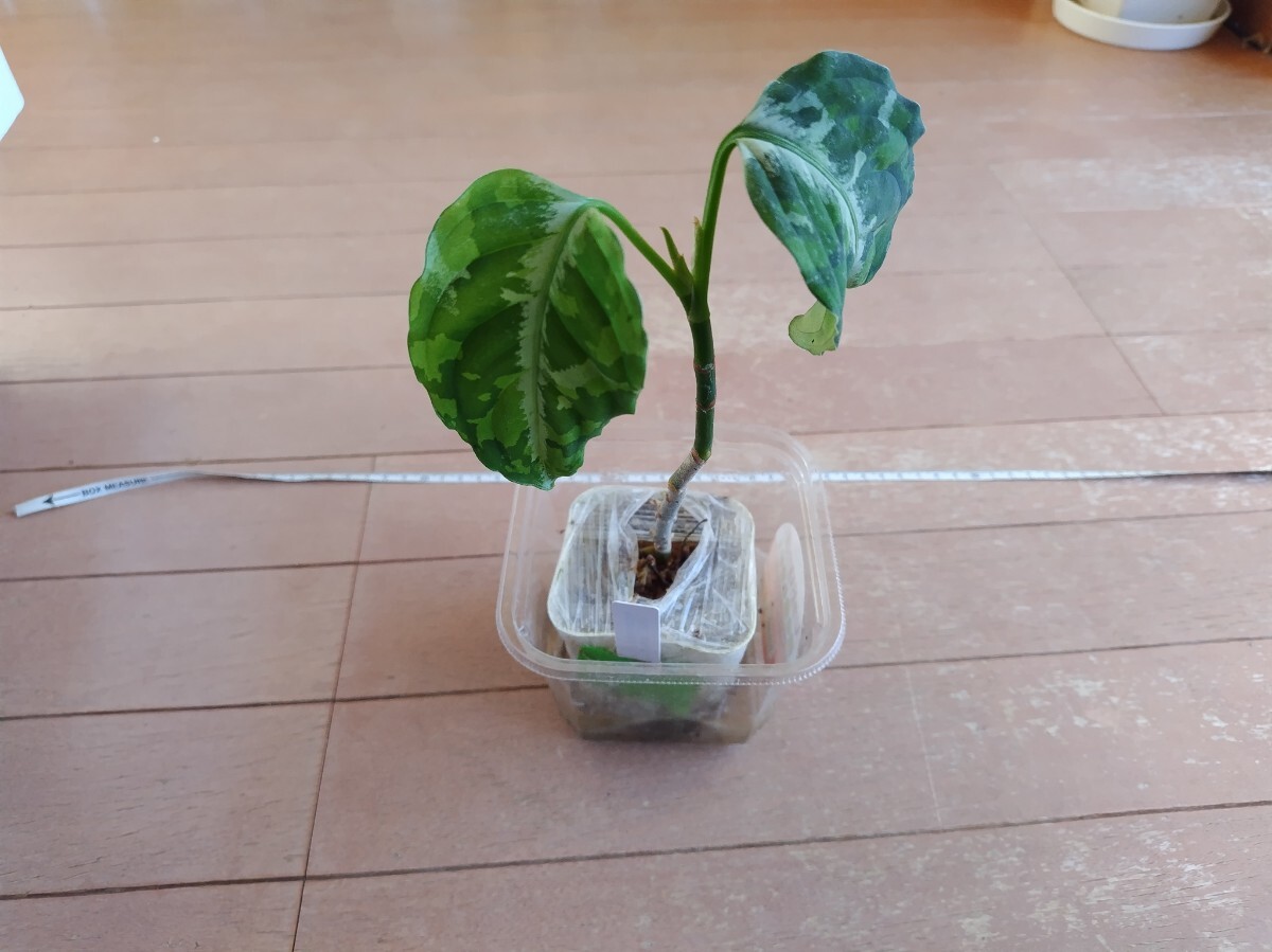 Yahoo!オークション - アグラオネマ ピクタム ニルヴァーシュ【AZ0611-...