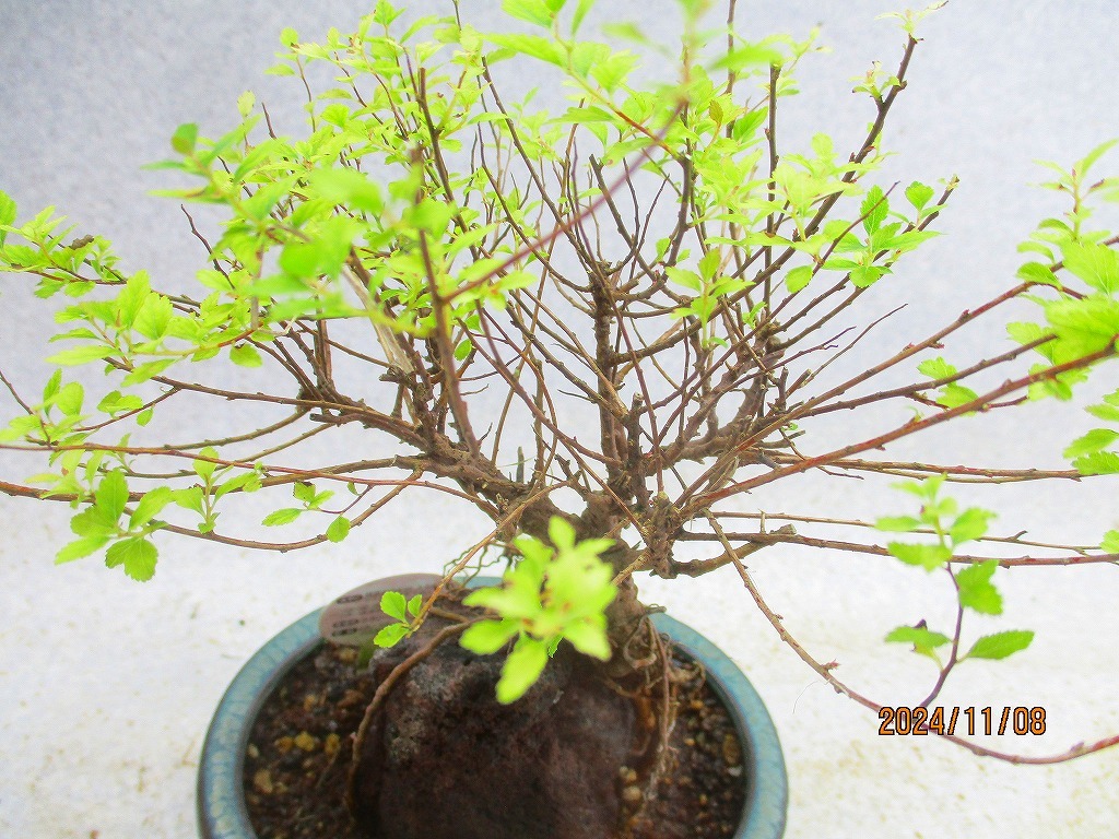 Yahoo!オークション - [讃岐屋緑兵衛]八房シモツケ(11718草均釉楕円鉢)...