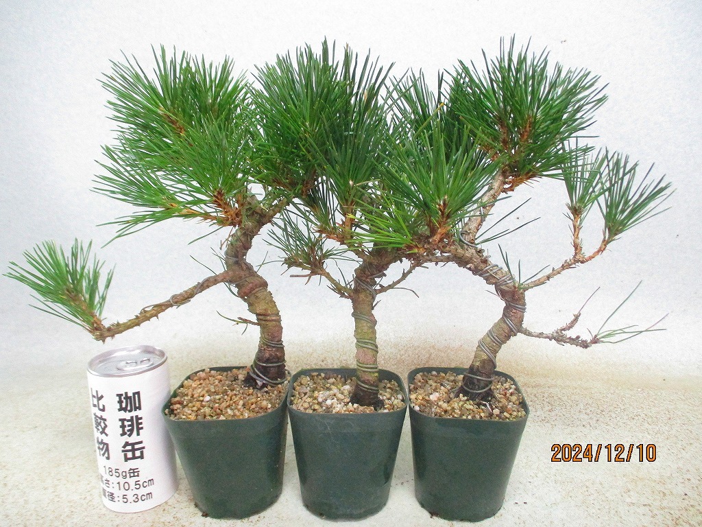 Yahoo!オークション - [讃岐屋緑兵衛] 黒松 3点組 (12814)全高 33㎝ 同...