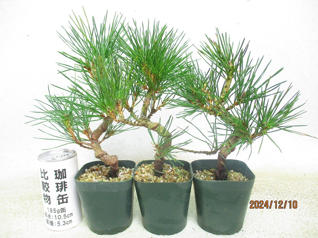 Yahoo!オークション - [讃岐屋緑兵衛] 黒松 3点組 (12817)全高 30㎝ 同...