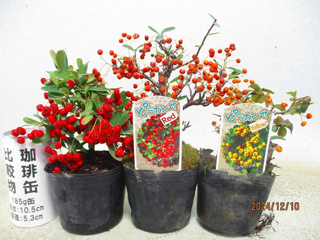 Yahoo!オークション - [讃岐屋緑兵衛] ピラカンサ 3点組 (12824)全高 2...