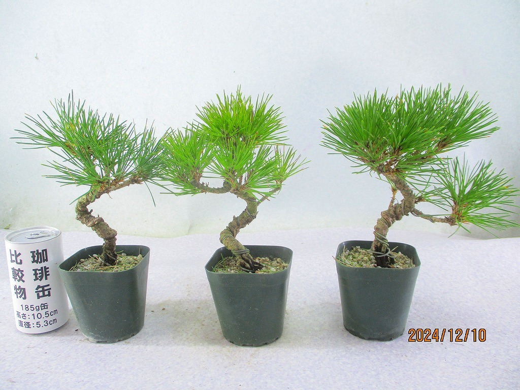 Yahoo!オークション - [讃岐屋緑兵衛]三河黒松 3点組(12857)全高 27㎝