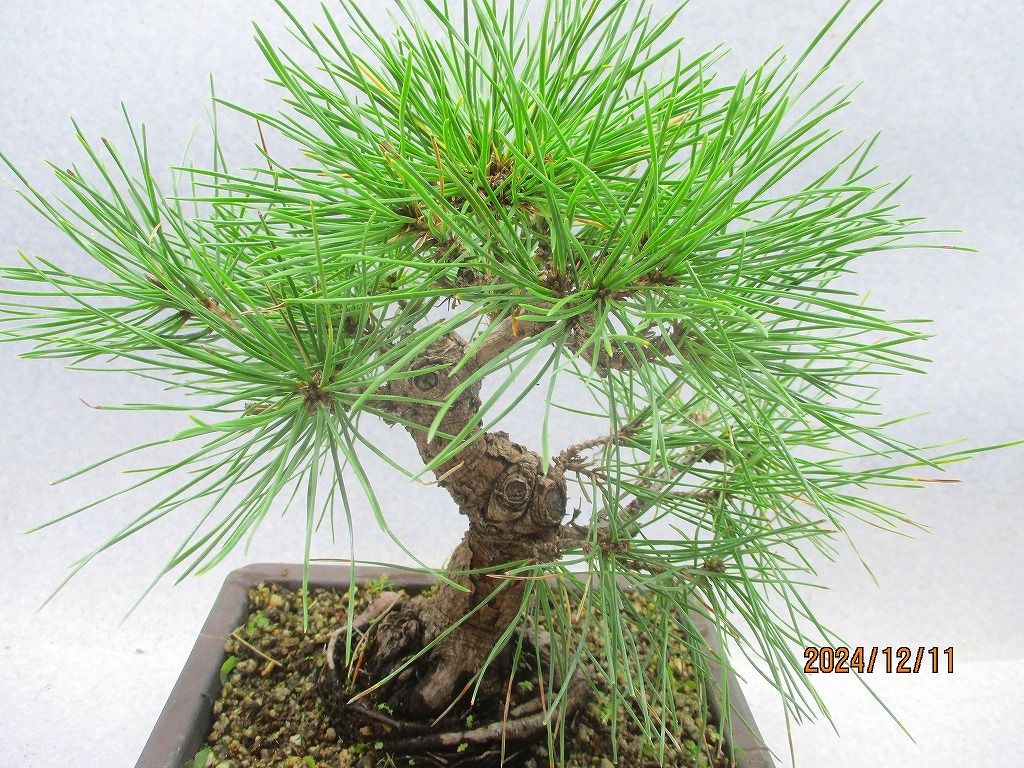 Yahoo!オークション - [讃岐屋緑兵衛]黒松(12807長方鉢)全高 33㎝ 同梱...