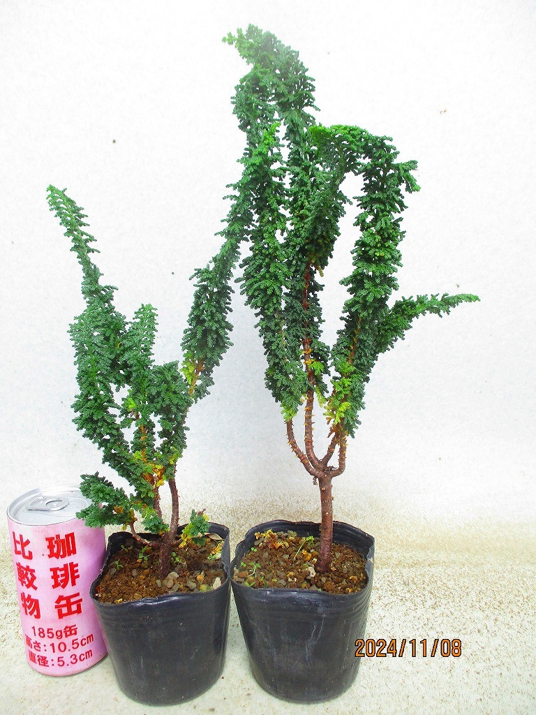 Yahoo!オークション - [讃岐屋緑兵衛]石化ヒノキ 2点組(11731黒ポット)...