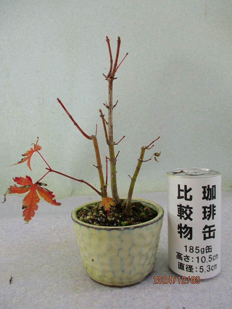 Yahoo!オークション - [讃岐屋緑兵衛]モミジ 寄植(12196白釉丸鉢)全高 ...