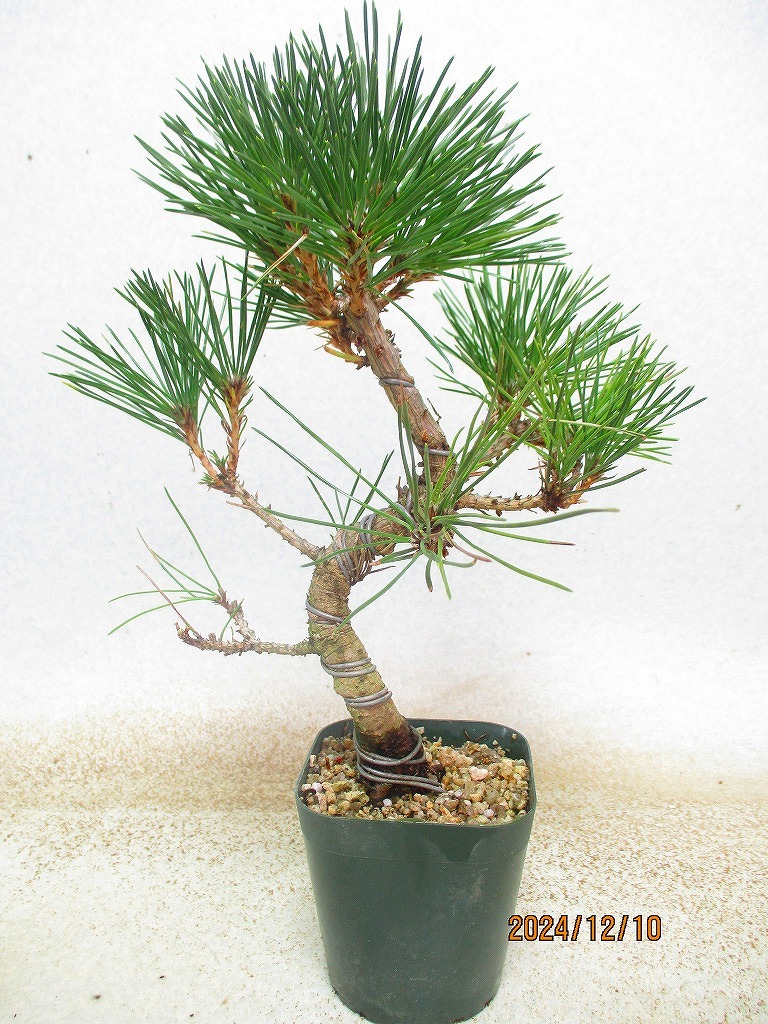 Yahoo!オークション - [讃岐屋緑兵衛] 黒松 3点組 (12814)全高 33㎝ 同...