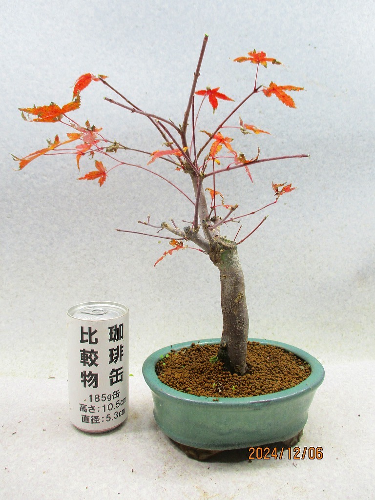 Yahoo!オークション - [讃岐屋緑兵衛]出猩々モミジ(12709均釉楕円鉢)全...