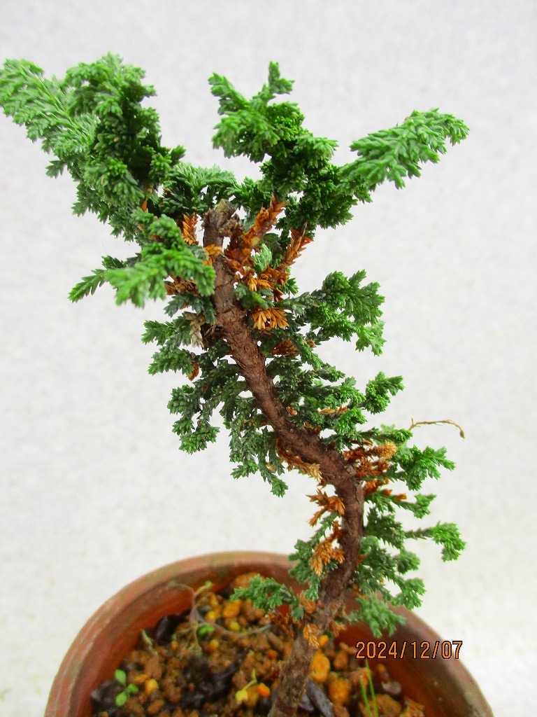 Yahoo!オークション - [讃岐屋緑兵衛]石化ヒノキ 2点組(12719駄温鉢)全...