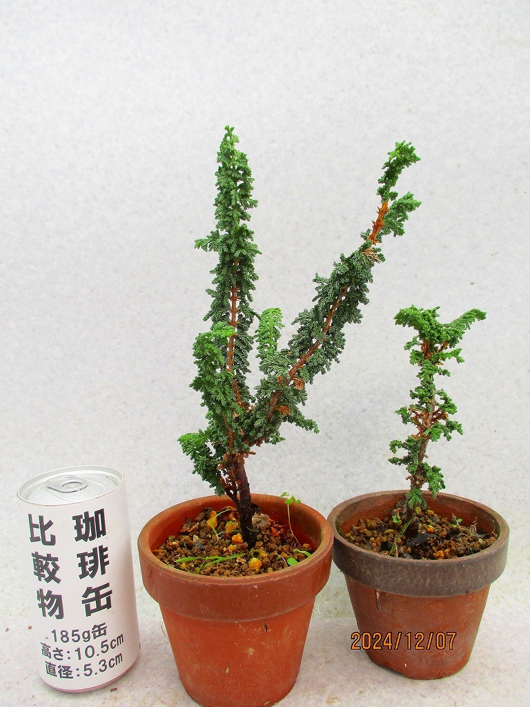 Yahoo!オークション - [讃岐屋緑兵衛]石化ヒノキ 2点組(12719駄温鉢)全...