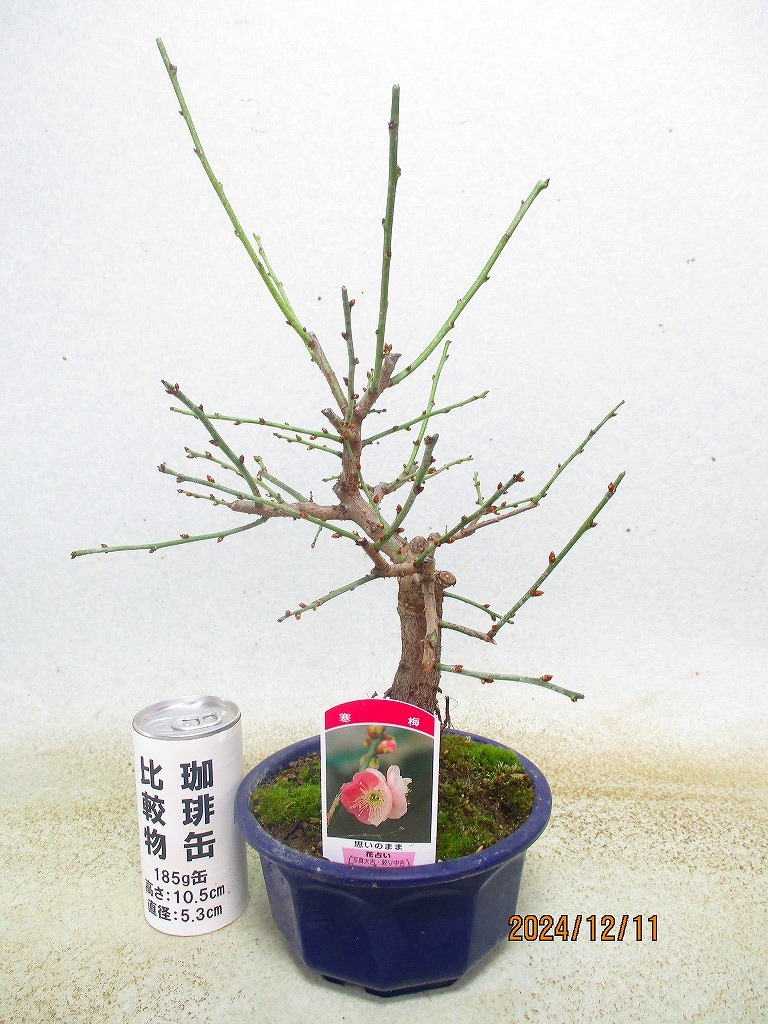 Yahoo!オークション - [讃岐屋緑兵衛] 梅 寒梅 思いのまま (12930プラ...