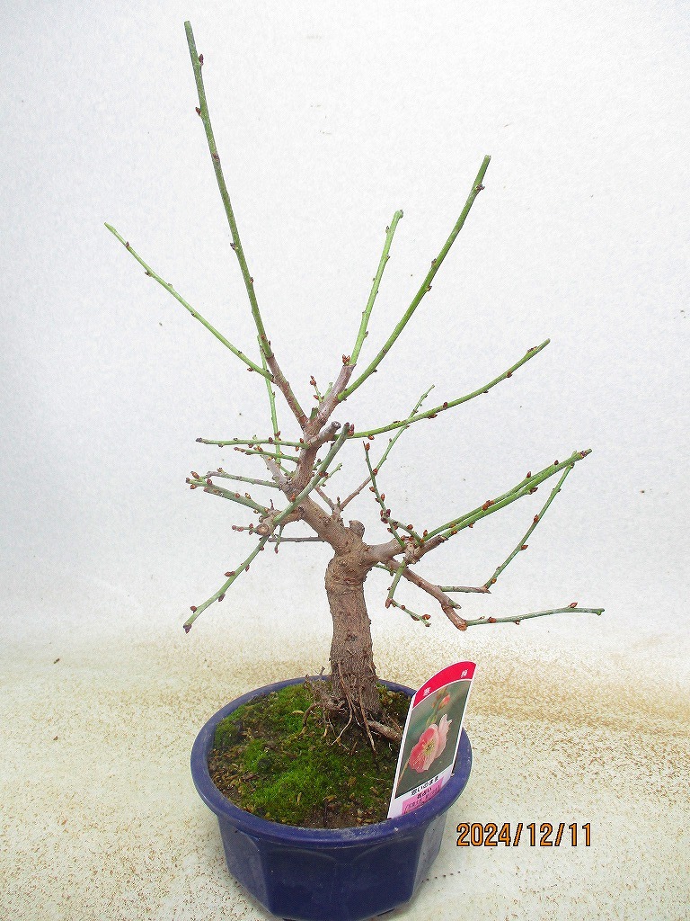 Yahoo!オークション - [讃岐屋緑兵衛] 梅 寒梅 思いのまま (12930プラ...