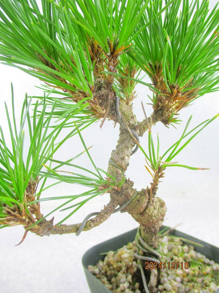 Yahoo!オークション - [讃岐屋緑兵衛]三河黒松 3点組(12857)全高 27㎝