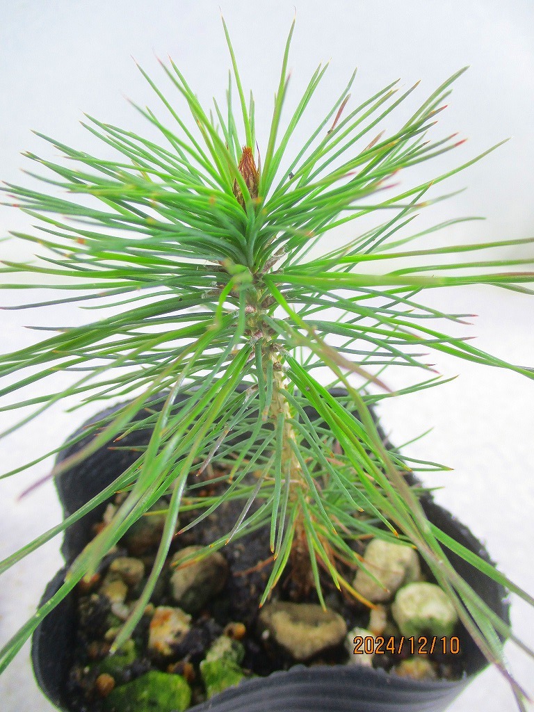 Yahoo!オークション - [讃岐屋緑兵衛]赤松 3点組(12888)全高 15～20㎝