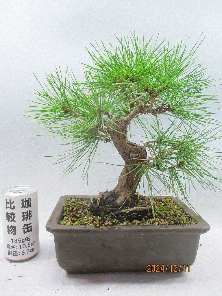 Yahoo!オークション - [讃岐屋緑兵衛]黒松(12807長方鉢)全高 33㎝ 同梱...