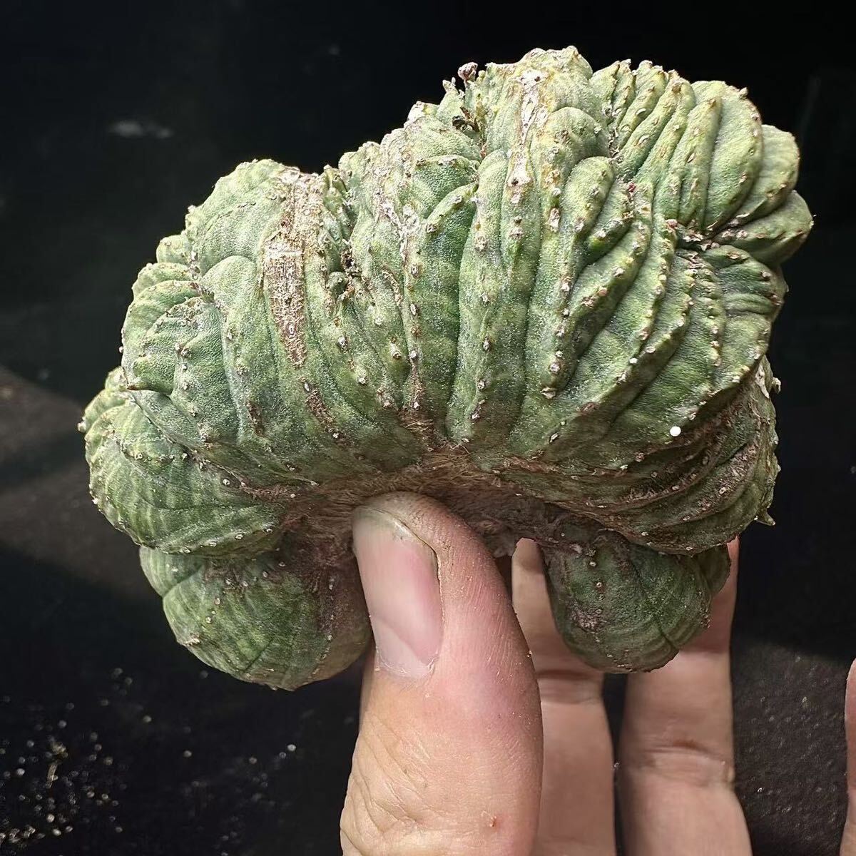 Yahoo!オークション - 121G ヨーロッパ入力 ユーフォルビア オベサブロ...