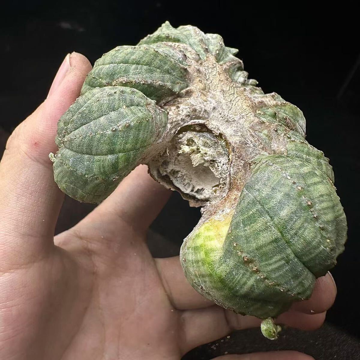 Yahoo!オークション - 121G ヨーロッパ入力 ユーフォルビア オベサブロ...