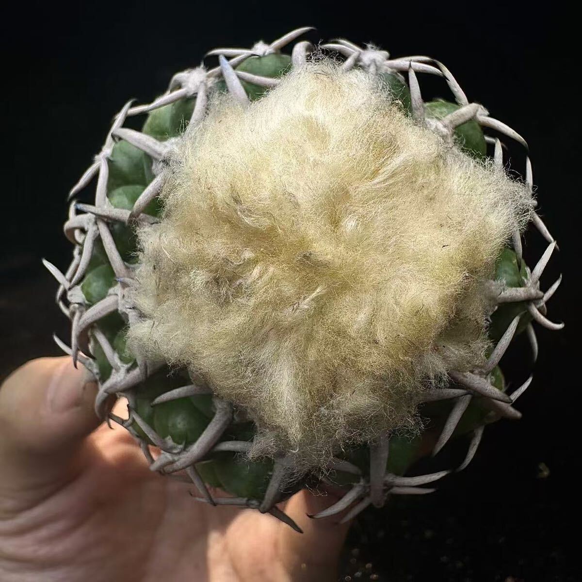 Yahoo!オークション - 147G ギガンティア Discocactus 猫爪円盤玉 サボ...