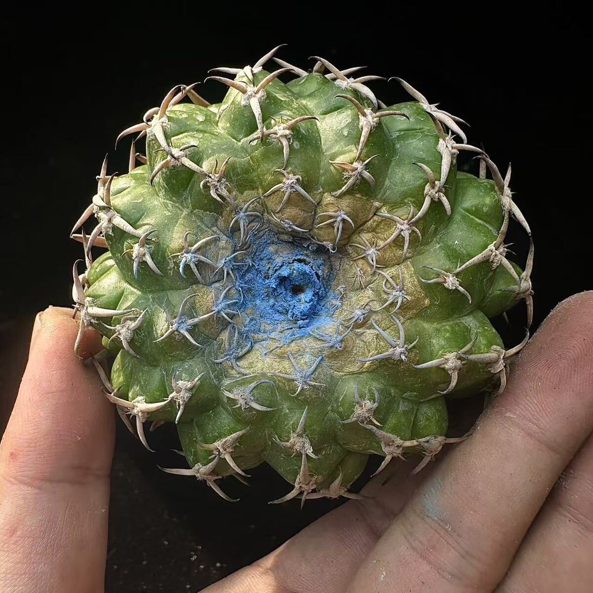 Yahoo!オークション - 147G ギガンティア Discocactus 猫爪円盤玉 サボ...