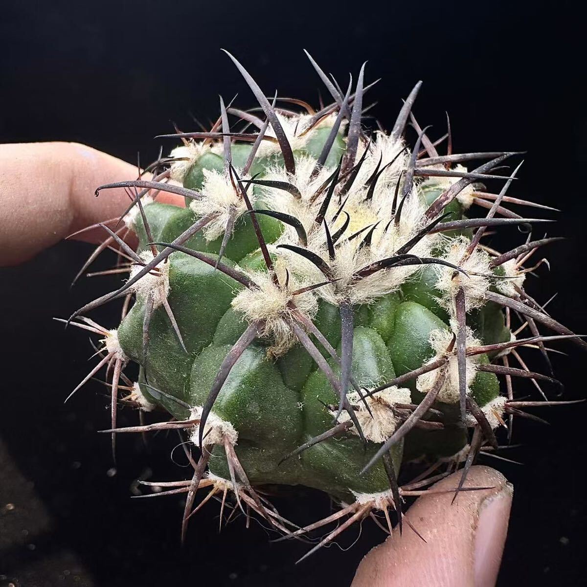 Yahoo!オークション - 148G サボテン ディスコカクタス ギガンティアDi...