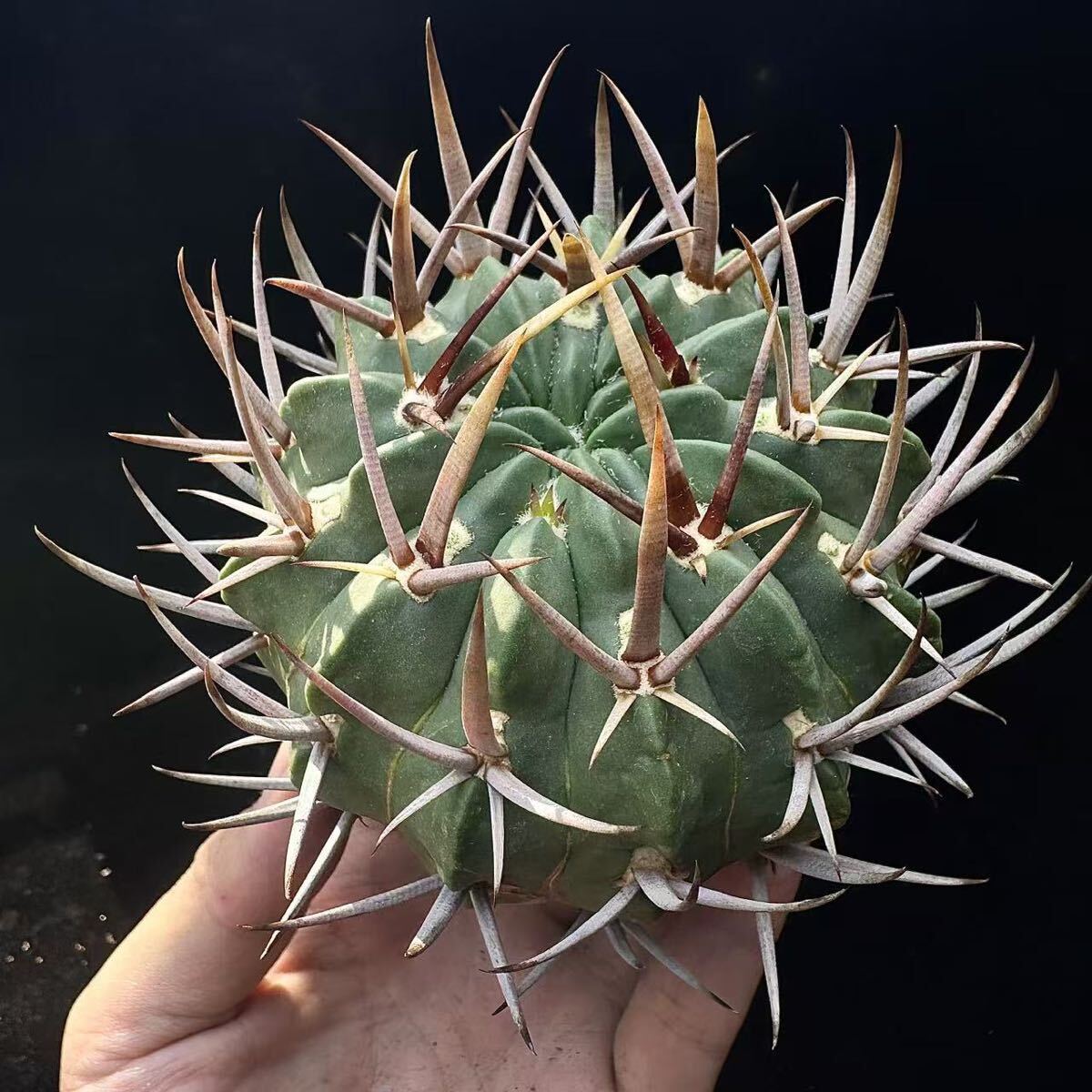 Yahoo!オークション - 163G 多肉植物 サボテン 竜剣丸 Echinofossuloca...