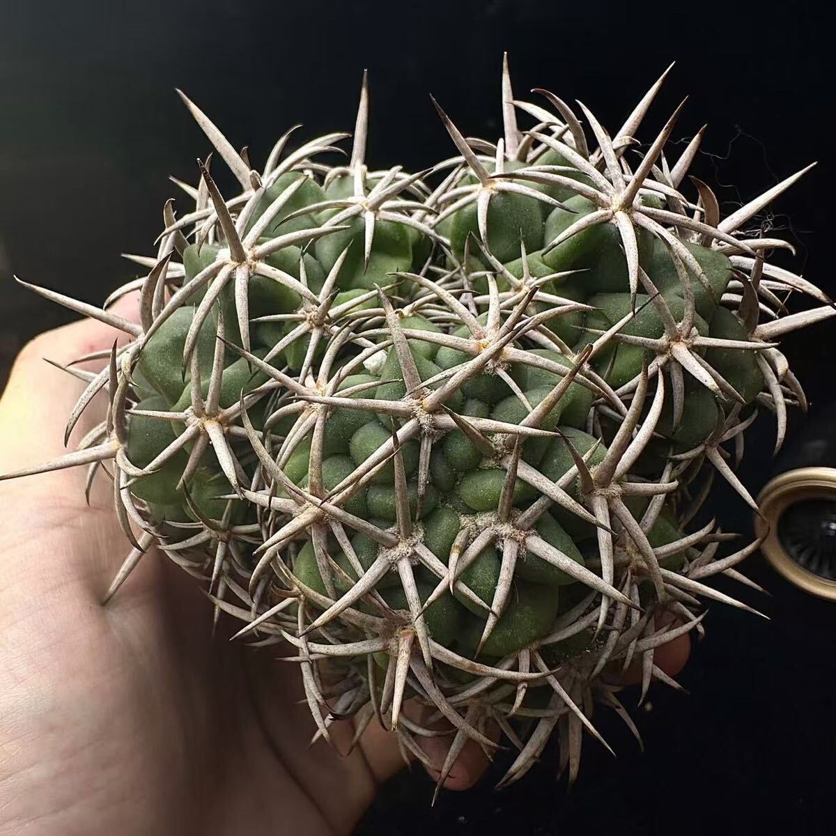 Yahoo!オークション - 168G サボテン 多肉植物 ギムノカリキュウム フ...