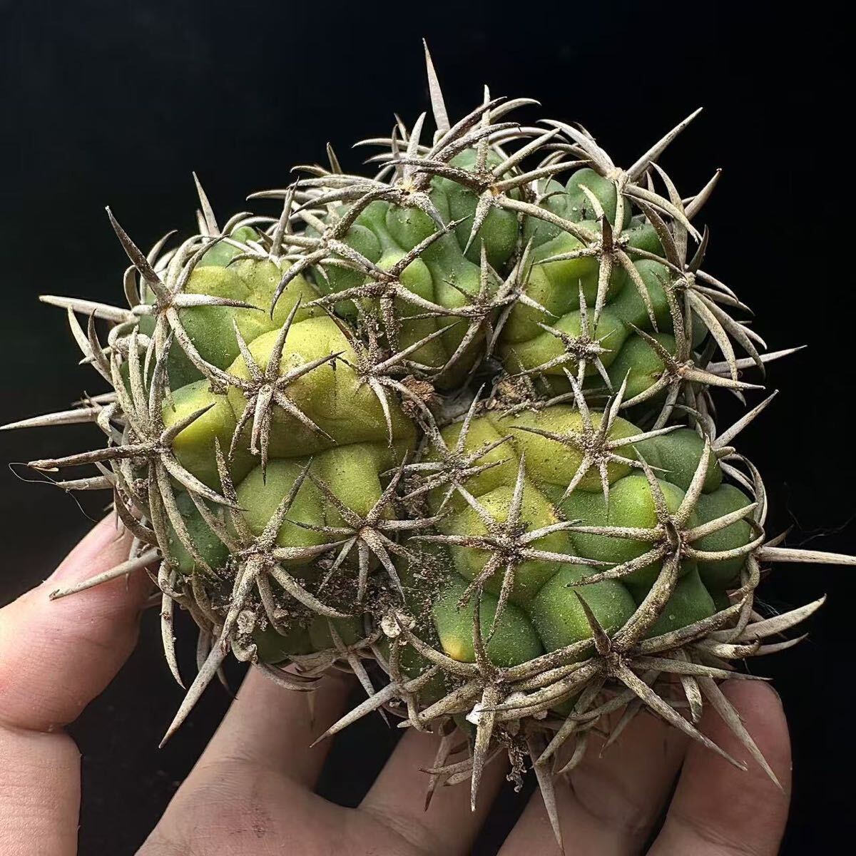 Yahoo!オークション - 168G サボテン 多肉植物 ギムノカリキュウム フ...